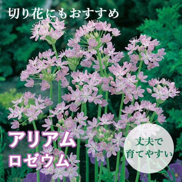 【こちらはご予約商品です】【発送時期の異なる商品とは同梱できません】発送時期が異なる商品を同時注文される場合、別送となるため追加で送料が発生します！発送時期については商品名・配送予定欄にてご確認いただくか、事前に同梱可能かお問合せください。...