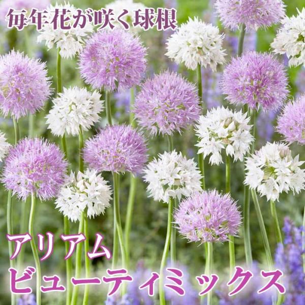 【こちらはご予約商品です】【発送時期の異なる商品とは同梱できません】発送時期が異なる商品を同時注文される場合、別送となるため追加で送料が発生します！発送時期については商品名・配送予定欄にてご確認いただくか、事前に同梱可能かお問合せください。...