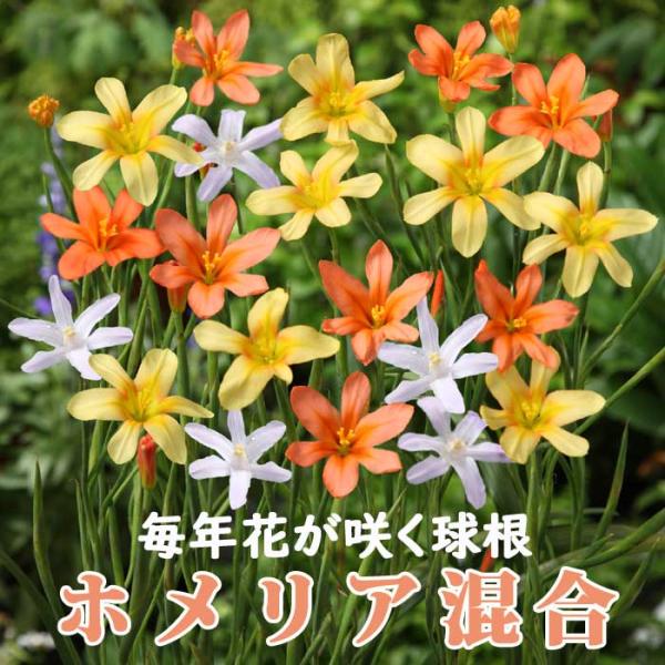 【発送時期の異なる商品とは同梱できません】発送時期が異なる商品を同時注文される場合、別送となるため追加で送料が発生します！発送時期については商品名・配送予定欄にてご確認いただくか、事前に同梱可能かお問合せください。※写真はイメージです。植物...