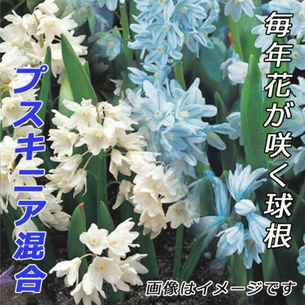 【発送時期の異なる商品とは同梱できません】発送時期が異なる商品を同時注文される場合、別送となるため追加で送料が発生します！発送時期については商品名・配送予定欄にてご確認いただくか、事前に同梱可能かお問合せください。※写真はイメージです。植物...