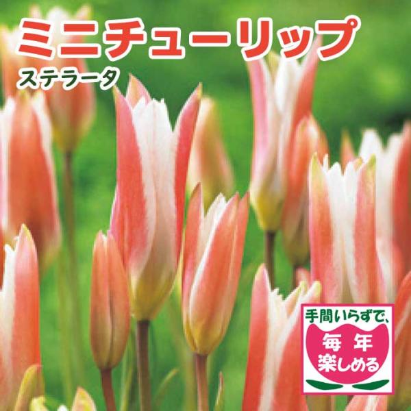 【発送時期の異なる商品とは同梱できません】発送時期が異なる商品を同時注文される場合、別送となるため追加で送料が発生します！発送時期については商品名・配送予定欄にてご確認いただくか、事前に同梱可能かお問合せください。※写真はイメージです。植物...