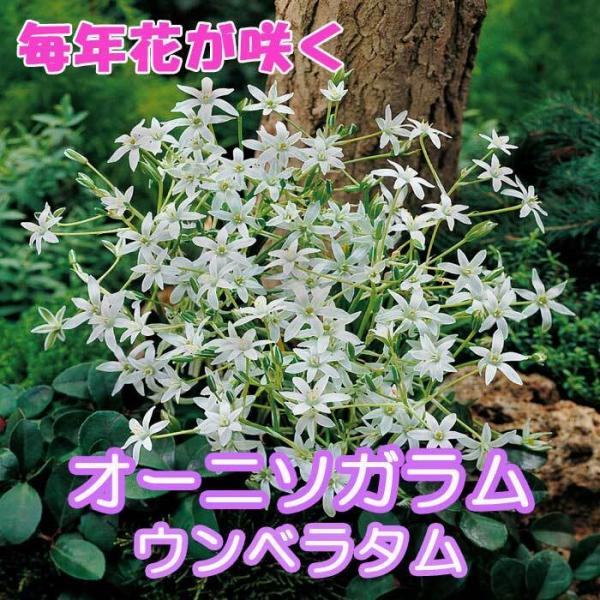 【発送時期の異なる商品とは同梱できません】発送時期が異なる商品を同時注文される場合、別送となるため追加で送料が発生します！発送時期については商品名・配送予定欄にてご確認いただくか、事前に同梱可能かお問合せください。※写真はイメージです。植物...