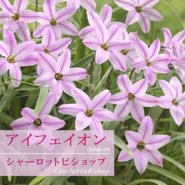 【発送時期の異なる商品とは同梱できません】発送時期が異なる商品を同時注文される場合、別送となるため追加で送料が発生します！発送時期については商品名・配送予定欄にてご確認いただくか、事前に同梱可能かお問合せください。※写真はイメージです。植物...