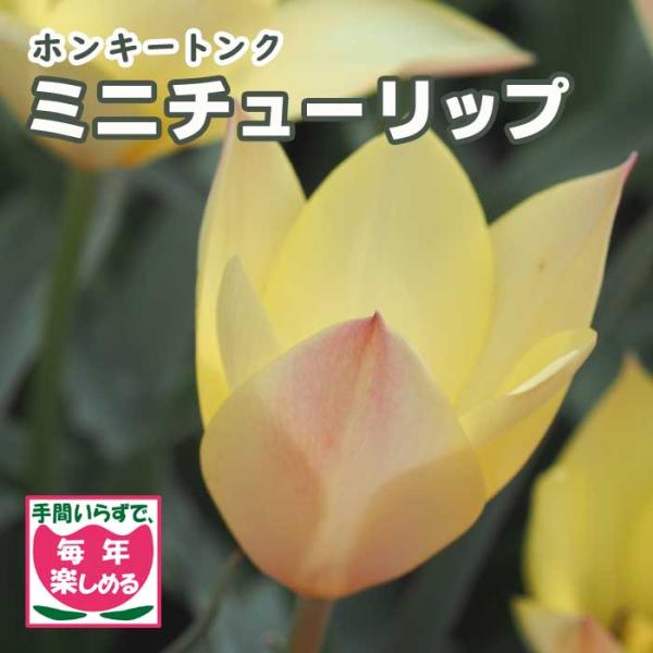 【発送時期の異なる商品とは同梱できません】発送時期が異なる商品を同時注文される場合、別送となるため追加で送料が発生します！発送時期については商品名・配送予定欄にてご確認いただくか、事前に同梱可能かお問合せください。※写真はイメージです。植物...