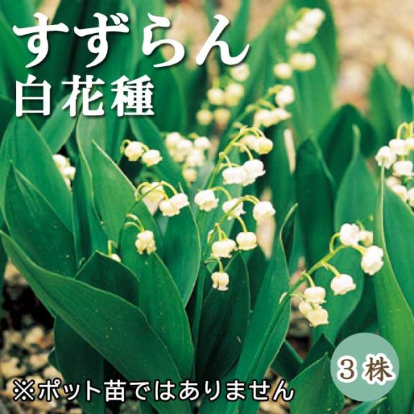 【発送時期の異なる商品とは同梱できません】発送時期が異なる商品を同時注文される場合、別送となるため追加で送料が発生します！発送時期については商品名・配送予定欄にてご確認いただくか、事前に同梱可能かお問合せください。※写真はイメージです。植物...