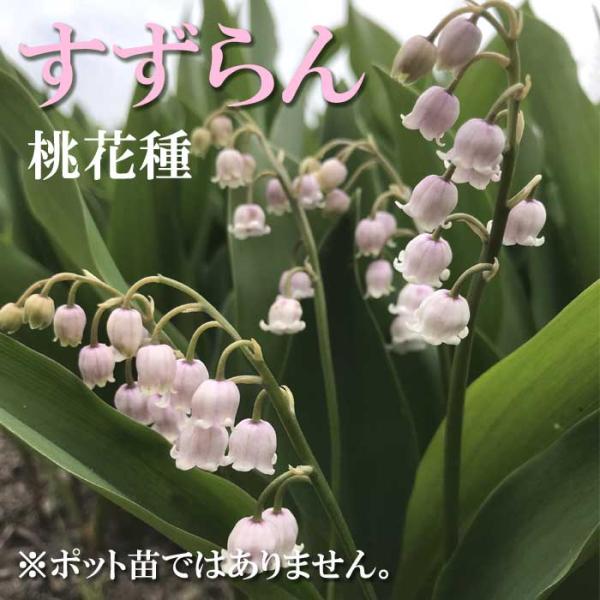 【発送時期の異なる商品とは同梱できません】発送時期が異なる商品を同時注文される場合、別送となるため追加で送料が発生します！発送時期については商品名・配送予定欄にてご確認いただくか、事前に同梱可能かお問合せください。※写真はイメージです。植物...