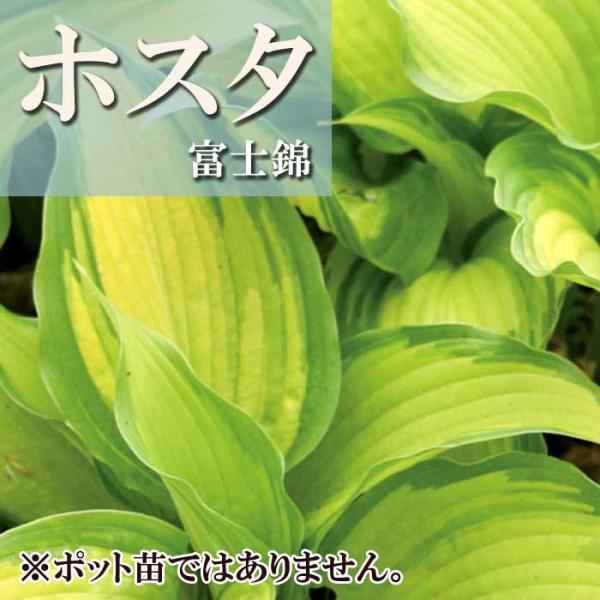 【発送時期の異なる商品とは同梱できません】発送時期が異なる商品を同時注文される場合、別送となるため追加で送料が発生します！発送時期については商品名・配送予定欄にてご確認いただくか、事前に同梱可能かお問合せください。※写真はイメージです。植物...