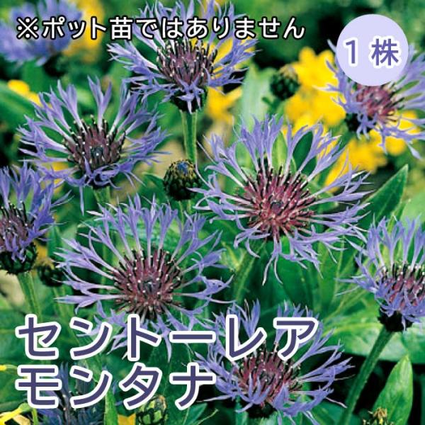 【発送時期の異なる商品とは同梱できません】発送時期が異なる商品を同時注文される場合、別送となるため追加で送料が発生します！発送時期については商品名・配送予定欄にてご確認いただくか、事前に同梱可能かお問合せください。※写真はイメージです。植物...