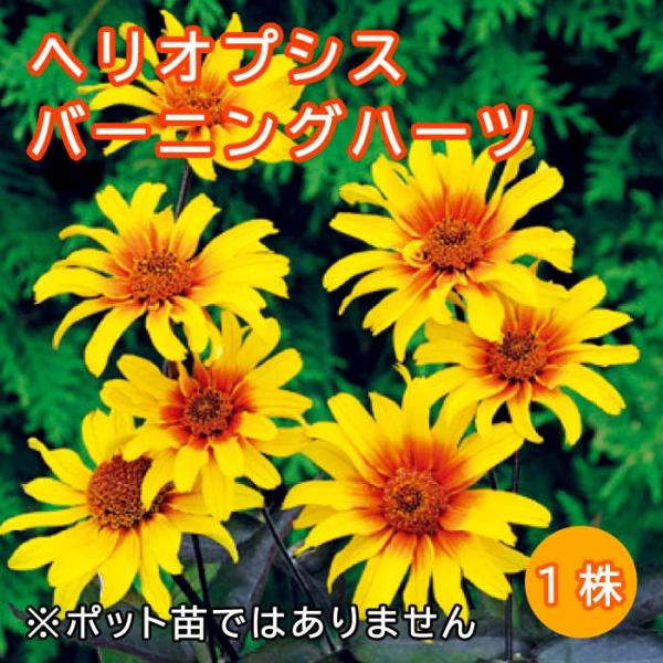 【発送時期の異なる商品とは同梱できません】発送時期が異なる商品を同時注文される場合、別送となるため追加で送料が発生します！発送時期については商品名・配送予定欄にてご確認いただくか、事前に同梱可能かお問合せください。※写真はイメージです。植物...