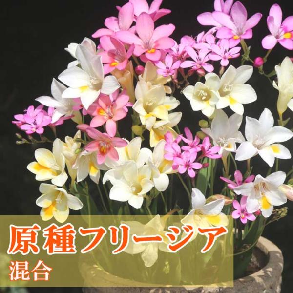 【こちらはご予約商品です】【発送時期の異なる商品とは同梱できません】発送時期が異なる商品を同時注文される場合、別送となるため追加で送料が発生します！発送時期については商品名・配送予定欄にてご確認いただくか、事前に同梱可能かお問合せください。...