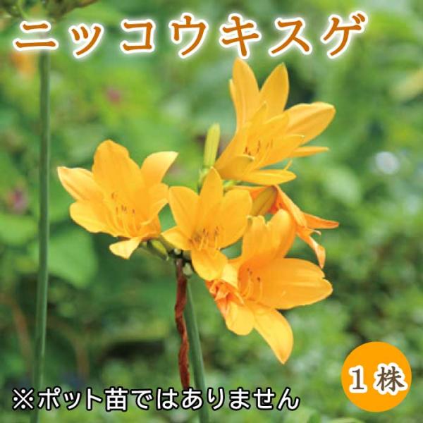 【発送時期の異なる商品とは同梱できません】発送時期が異なる商品を同時注文される場合、別送となるため追加で送料が発生します！発送時期については商品名・配送予定欄にてご確認いただくか、事前に同梱可能かお問合せください。※写真はイメージです。植物...