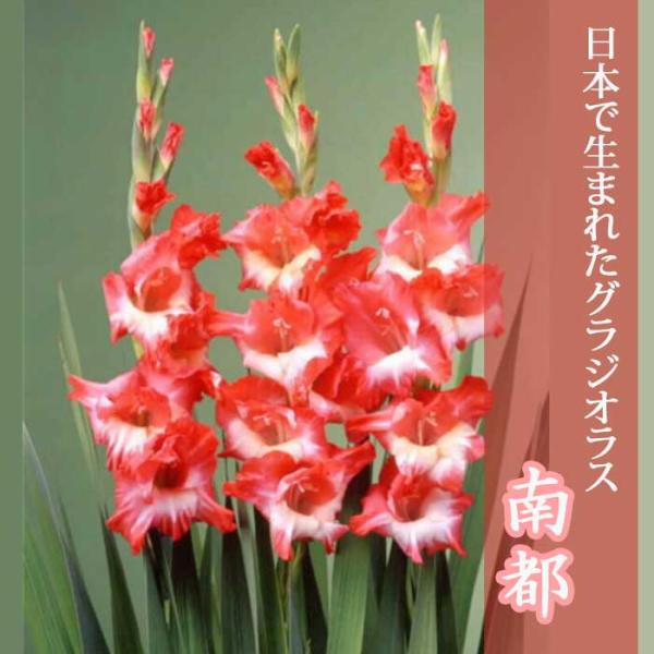 【こちらはご予約商品です】【発送時期の異なる商品とは同梱できません】発送時期が異なる商品を同時注文される場合、別送となるため追加で送料が発生します！発送時期については商品名・配送予定欄にてご確認いただくか、事前に同梱可能かお問合せください。...