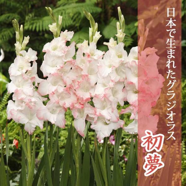 【こちらはご予約商品です】【発送時期の異なる商品とは同梱できません】発送時期が異なる商品を同時注文される場合、別送となるため追加で送料が発生します！発送時期については商品名・配送予定欄にてご確認いただくか、事前に同梱可能かお問合せください。...