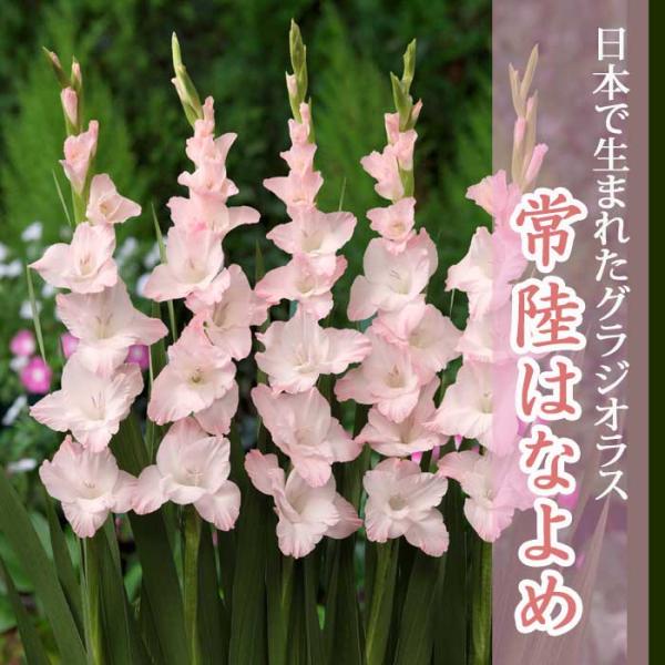 【こちらはご予約商品です】【発送時期の異なる商品とは同梱できません】発送時期が異なる商品を同時注文される場合、別送となるため追加で送料が発生します！発送時期については商品名・配送予定欄にてご確認いただくか、事前に同梱可能かお問合せください。...