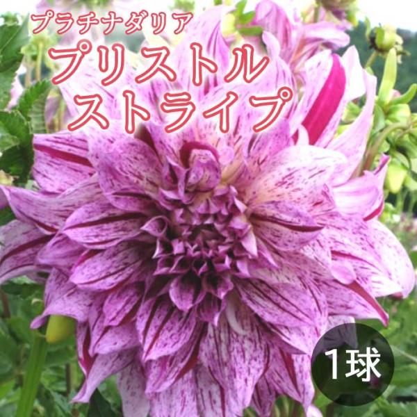 【発送時期の異なる商品とは同梱できません】発送時期が異なる商品を同時注文される場合、別送となるため追加で送料が発生します！発送時期については商品名・配送予定欄にてご確認いただくか、事前に同梱可能かお問合せください。※写真はイメージです。植物...