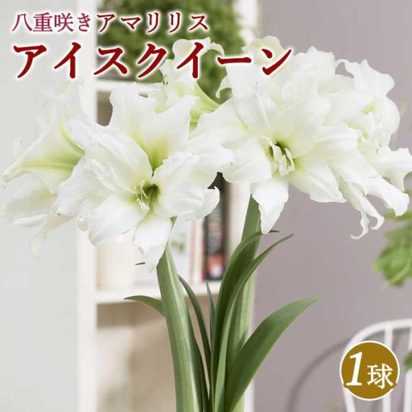 【こちらはご予約商品です】【発送時期の異なる商品とは同梱できません】発送時期が異なる商品を同時注文される場合、別送となるため追加で送料が発生します！発送時期については商品名・配送予定欄にてご確認いただくか、事前に同梱可能かお問合せください。...