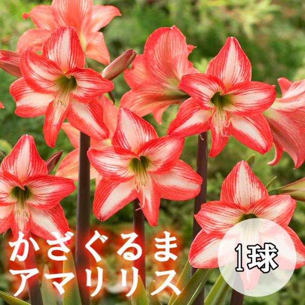 【発送時期の異なる商品とは同梱できません】発送時期が異なる商品を同時注文される場合、別送となるため追加で送料が発生します！発送時期については商品名・配送予定欄にてご確認いただくか、事前に同梱可能かお問合せください。※写真はイメージです。植物...