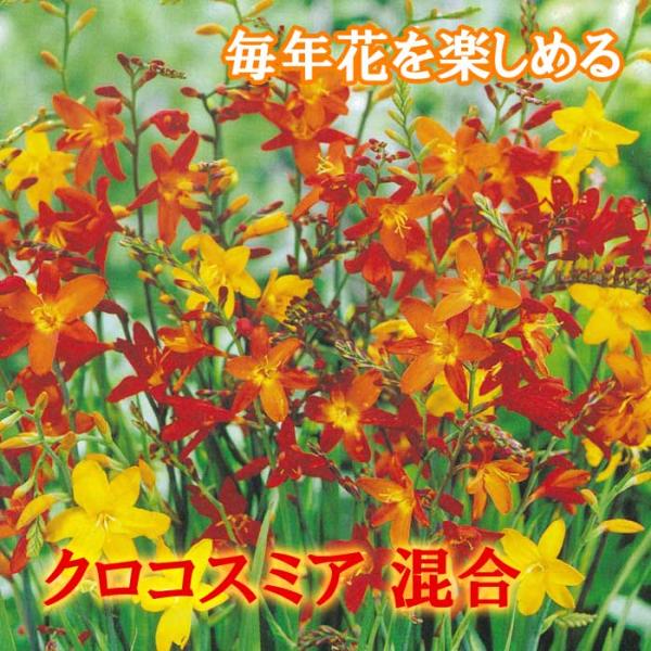 【発送時期の異なる商品とは同梱できません】発送時期が異なる商品を同時注文される場合、別送となるため追加で送料が発生します！発送時期については商品名・配送予定欄にてご確認いただくか、事前に同梱可能かお問合せください。※写真はイメージです。植物...