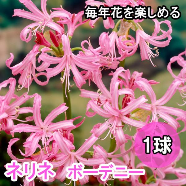 【こちらはご予約商品です】【発送時期の異なる商品とは同梱できません】発送時期が異なる商品を同時注文される場合、別送となるため追加で送料が発生します！発送時期については商品名・配送予定欄にてご確認いただくか、事前に同梱可能かお問合せください。...