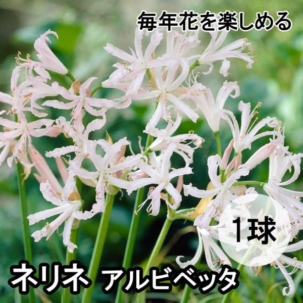 【こちらはご予約商品です】【発送時期の異なる商品とは同梱できません】発送時期が異なる商品を同時注文される場合、別送となるため追加で送料が発生します！発送時期については商品名・配送予定欄にてご確認いただくか、事前に同梱可能かお問合せください。...