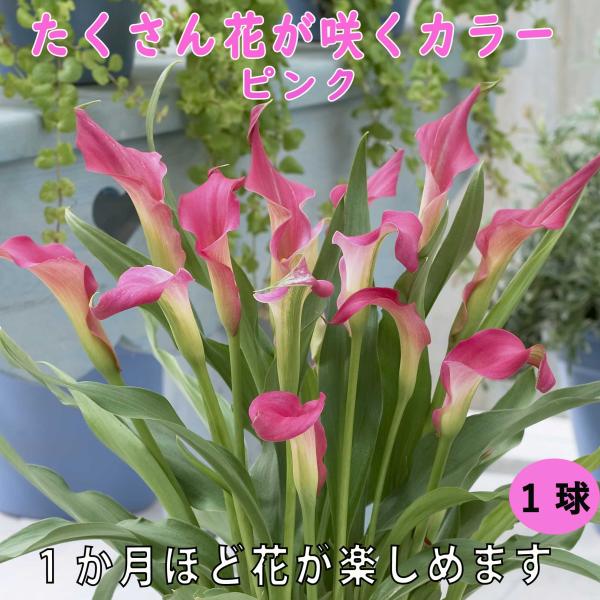 【発送時期の異なる商品とは同梱できません】発送時期が異なる商品を同時注文される場合、別送となるため追加で送料が発生します！発送時期については商品名・配送予定欄にてご確認いただくか、事前に同梱可能かお問合せください。※写真はイメージです。植物...