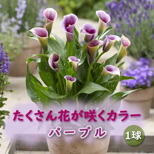 【発送時期の異なる商品とは同梱できません】発送時期が異なる商品を同時注文される場合、別送となるため追加で送料が発生します！発送時期については商品名・配送予定欄にてご確認いただくか、事前に同梱可能かお問合せください。※写真はイメージです。植物...