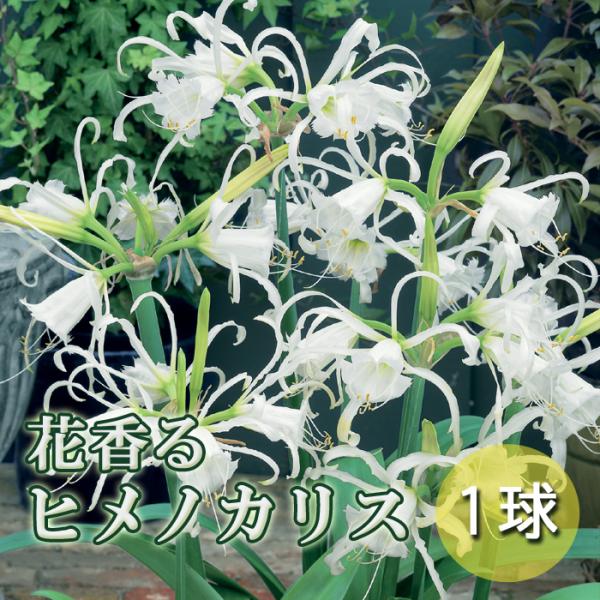 【発送時期の異なる商品とは同梱できません】発送時期が異なる商品を同時注文される場合、別送となるため追加で送料が発生します！発送時期については商品名・配送予定欄にてご確認いただくか、事前に同梱可能かお問合せください。※写真はイメージです。植物...