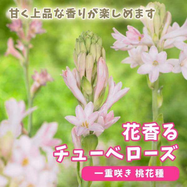 【発送時期の異なる商品とは同梱できません】発送時期が異なる商品を同時注文される場合、別送となるため追加で送料が発生します！発送時期については商品名・配送予定欄にてご確認いただくか、事前に同梱可能かお問合せください。※写真はイメージです。植物...