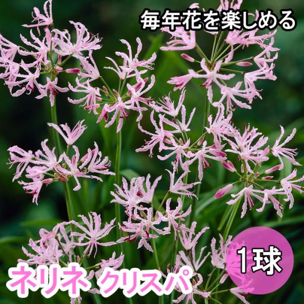 【こちらはご予約商品です】【発送時期の異なる商品とは同梱できません】発送時期が異なる商品を同時注文される場合、別送となるため追加で送料が発生します！発送時期については商品名・配送予定欄にてご確認いただくか、事前に同梱可能かお問合せください。...