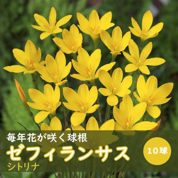 【発送時期の異なる商品とは同梱できません】発送時期が異なる商品を同時注文される場合、別送となるため追加で送料が発生します！発送時期については商品名・配送予定欄にてご確認いただくか、事前に同梱可能かお問合せください。※写真はイメージです。植物...