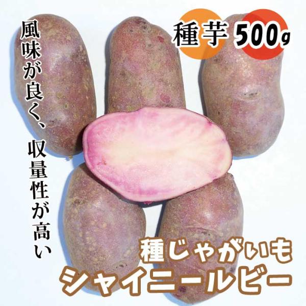 【発送時期の異なる商品とは同梱できません】発送時期が異なる商品を同時注文される場合、別送となるため追加で送料が発生します！発送時期については商品名・配送予定欄にてご確認いただくか、事前に同梱可能かお問合せください。※写真はイメージです。植物...
