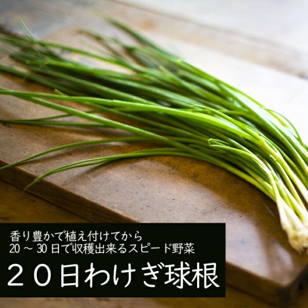 【こちらはご予約商品です】【発送時期の異なる商品とは同梱できません】発送時期が異なる商品を同時注文される場合、別送となるため追加で送料が発生します！発送時期については商品名・配送予定欄にてご確認いただくか、事前に同梱可能かお問合せください。...