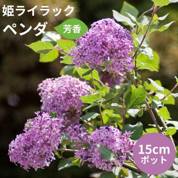 【発送時期の異なる商品とは同梱できません】発送時期が異なる商品を同時注文される場合、別送となるため追加で送料が発生します！発送時期については商品名・配送予定欄にてご確認いただくか、事前に同梱可能かお問合せください。※写真はイメージです。植物...