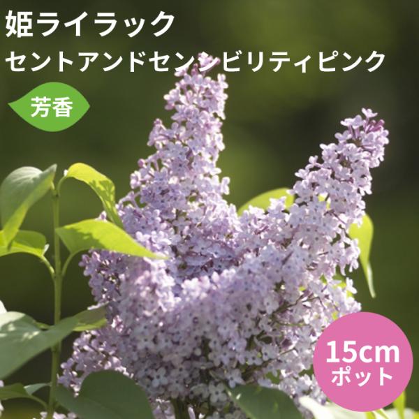 【発送時期の異なる商品とは同梱できません】発送時期が異なる商品を同時注文される場合、別送となるため追加で送料が発生します！発送時期については商品名・配送予定欄にてご確認いただくか、事前に同梱可能かお問合せください。※写真はイメージです。植物...