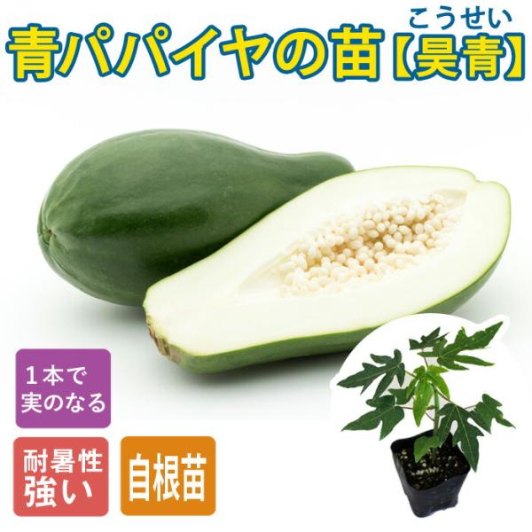 【こちらはご予約商品です】【発送時期の異なる商品とは同梱できません】発送時期が異なる商品を同時注文される場合、別送となるため追加で送料が発生します！発送時期については商品名・配送予定欄にてご確認いただくか、事前に同梱可能かお問合せください。...