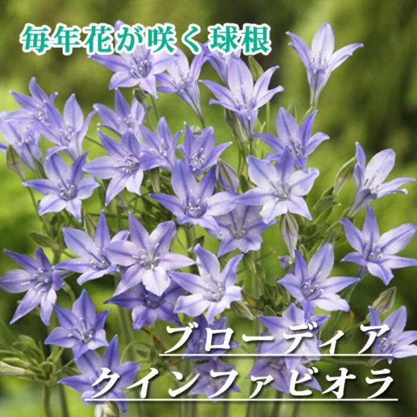 【こちらはご予約商品です】【発送時期の異なる商品とは同梱できません】発送時期が異なる商品を同時注文される場合、別送となるため追加で送料が発生します！発送時期については商品名・配送予定欄にてご確認いただくか、事前に同梱可能かお問合せください。...