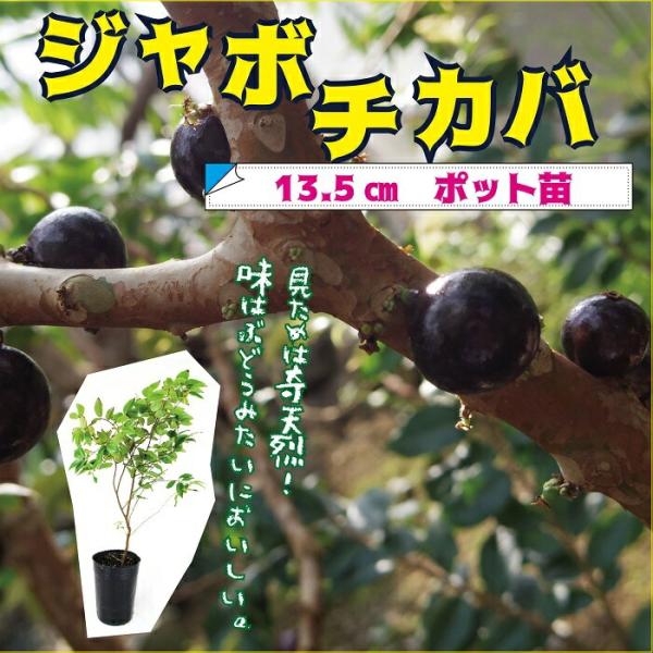 【こちらはご予約商品です】【発送時期の異なる商品とは同梱できません】発送時期が異なる商品を同時注文される場合、別送となるため追加で送料が発生します！発送時期については商品名・配送予定欄にてご確認いただくか、事前に同梱可能かお問合せください。...