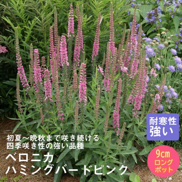 【発送時期の異なる商品とは同梱できません】発送時期が異なる商品を同時注文される場合、別送となるため追加で送料が発生します！発送時期については商品名・配送予定欄にてご確認いただくか、事前に同梱可能かお問合せください。※写真はイメージです。植物...