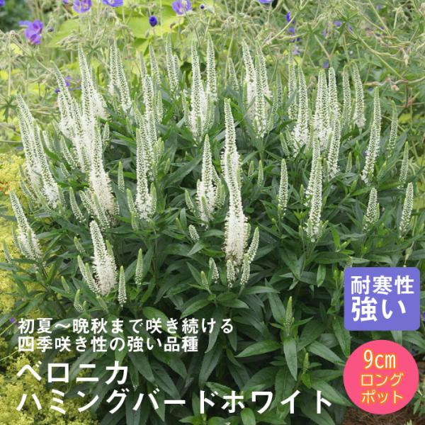 【発送時期の異なる商品とは同梱できません】発送時期が異なる商品を同時注文される場合、別送となるため追加で送料が発生します！発送時期については商品名・配送予定欄にてご確認いただくか、事前に同梱可能かお問合せください。※写真はイメージです。植物...