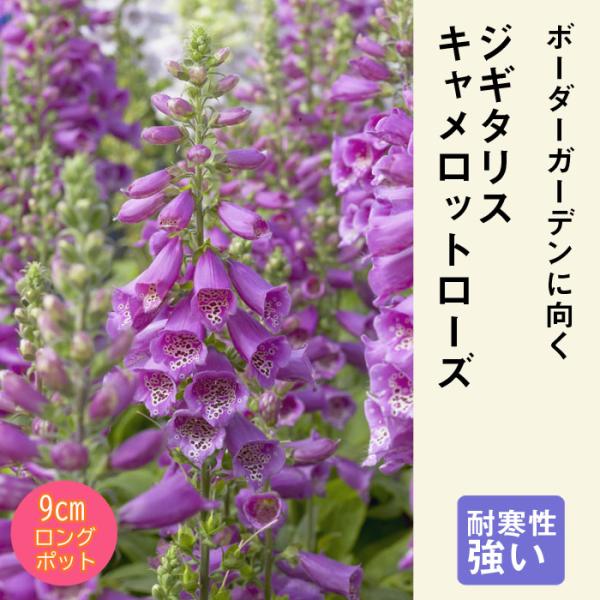 【こちらはご予約商品です】【発送時期の異なる商品とは同梱できません】発送時期が異なる商品を同時注文される場合、別送となるため追加で送料が発生します！発送時期については商品名・配送予定欄にてご確認いただくか、事前に同梱可能かお問合せください。...