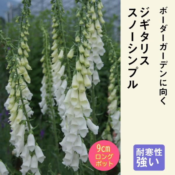 【こちらはご予約商品です】【発送時期の異なる商品とは同梱できません】発送時期が異なる商品を同時注文される場合、別送となるため追加で送料が発生します！発送時期については商品名・配送予定欄にてご確認いただくか、事前に同梱可能かお問合せください。...