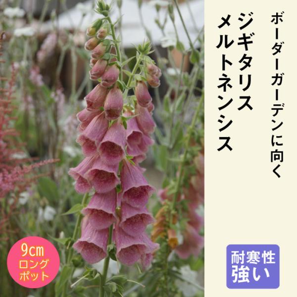 【こちらはご予約商品です】【発送時期の異なる商品とは同梱できません】発送時期が異なる商品を同時注文される場合、別送となるため追加で送料が発生します！発送時期については商品名・配送予定欄にてご確認いただくか、事前に同梱可能かお問合せください。...
