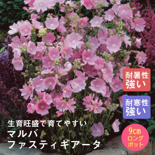 【発送時期の異なる商品とは同梱できません】発送時期が異なる商品を同時注文される場合、別送となるため追加で送料が発生します！発送時期については商品名・配送予定欄にてご確認いただくか、事前に同梱可能かお問合せください。※写真はイメージです。植物...