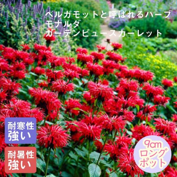【こちらはご予約商品です】【発送時期の異なる商品とは同梱できません】発送時期が異なる商品を同時注文される場合、別送となるため追加で送料が発生します！発送時期については商品名・配送予定欄にてご確認いただくか、事前に同梱可能かお問合せください。...