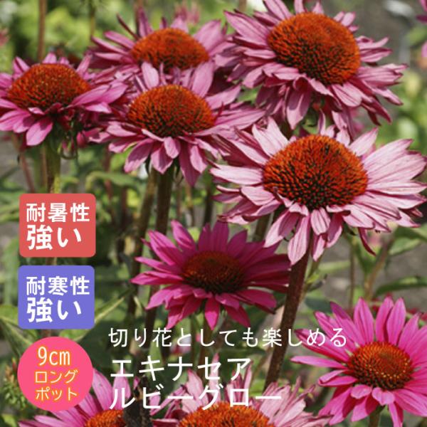 【発送時期の異なる商品とは同梱できません】発送時期が異なる商品を同時注文される場合、別送となるため追加で送料が発生します！発送時期については商品名・配送予定欄にてご確認いただくか、事前に同梱可能かお問合せください。※写真はイメージです。植物...