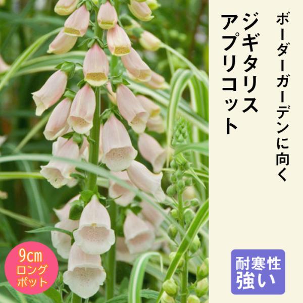 【こちらはご予約商品です】【発送時期の異なる商品とは同梱できません】発送時期が異なる商品を同時注文される場合、別送となるため追加で送料が発生します！発送時期については商品名・配送予定欄にてご確認いただくか、事前に同梱可能かお問合せください。...