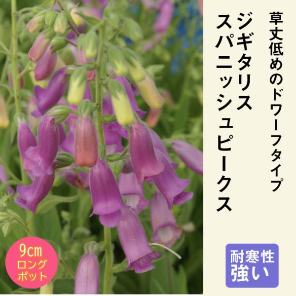 【こちらはご予約商品です】【発送時期の異なる商品とは同梱できません】発送時期が異なる商品を同時注文される場合、別送となるため追加で送料が発生します！発送時期については商品名・配送予定欄にてご確認いただくか、事前に同梱可能かお問合せください。...