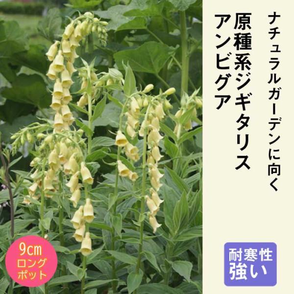 【こちらはご予約商品です】【発送時期の異なる商品とは同梱できません】発送時期が異なる商品を同時注文される場合、別送となるため追加で送料が発生します！発送時期については商品名・配送予定欄にてご確認いただくか、事前に同梱可能かお問合せください。...