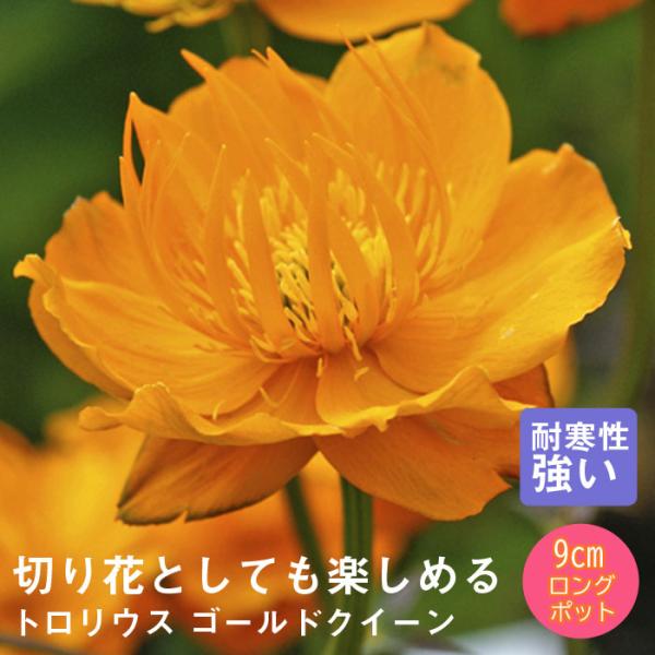 【こちらはご予約商品です】【発送時期の異なる商品とは同梱できません】発送時期が異なる商品を同時注文される場合、別送となるため追加で送料が発生します。発送時期については商品名・配送予定欄にてご確認いただくか、事前に同梱可能かお問合せください。...