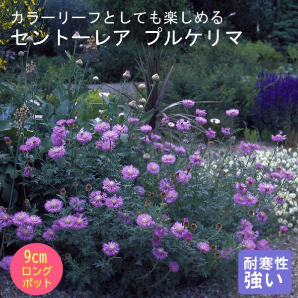 【こちらはご予約商品です】【発送時期の異なる商品とは同梱できません】発送時期が異なる商品を同時注文される場合、別送となるため追加で送料が発生します！発送時期については商品名・配送予定欄にてご確認いただくか、事前に同梱可能かお問合せください。...
